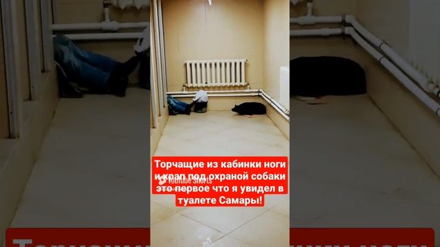 Живут в туалете!