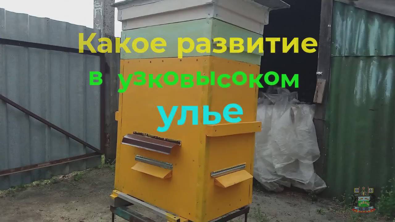 Какое развитие в узковысоком улье .