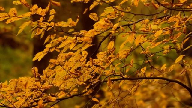 Осенний футаж. Дерево с жёлтыми листьями.