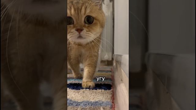 Как попасть в рекомендации?  #cutecat #cat #смешнойкот #кот #смешныекоты #милыекоты #котик #юмор