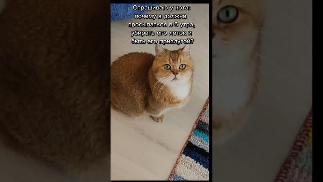 Слуга кота #cutecat #cat #смешнойкот #кот #смешныекоты #милыекоты #котик #приколыскотами #catlover