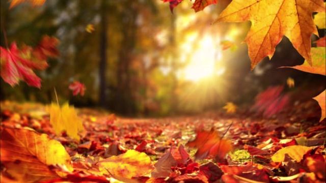 ЗОЛОТАЯ ОСЕНЬ (cover)