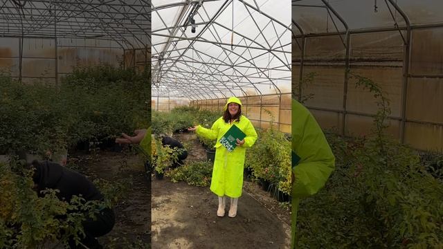 Осенние работы в питомнике ЁЛЫ-ПАЛЫ