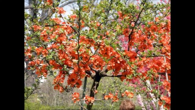 г. Симферополь, Парк ТНУ, 14.04.2018 г.