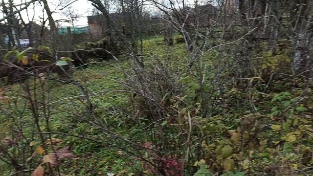 Обрезка малины и сбор яблок в конце октября 🍂 2024 года