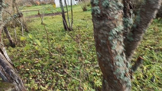 Обзор огорода в конце октября 2024 года