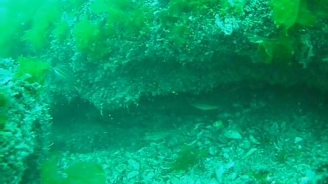 Нырялка 04 08 2013