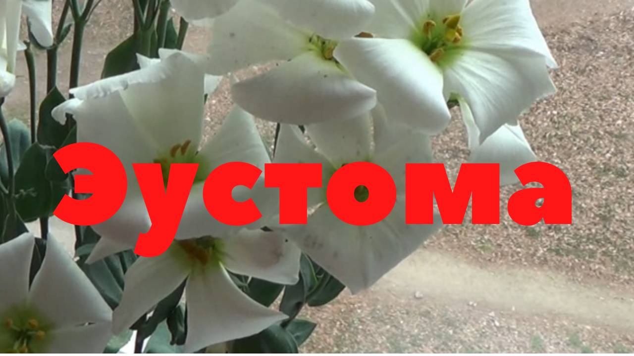 Эустома. Посадка и уход в домашних условиях