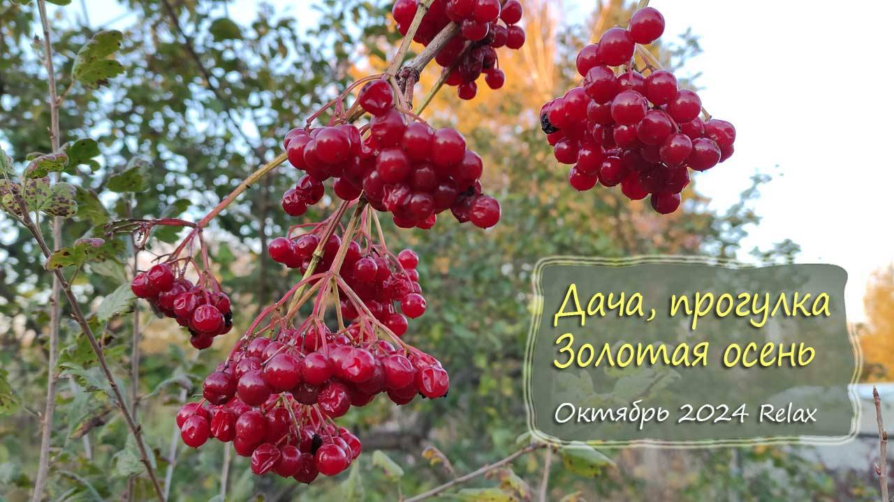 Золотая осень, октябрь, прогулка по даче, розы| Vlog  Дача как есть,  октябрь 2024 релакс   (relax)