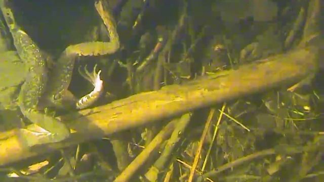 Травяная лягушка 5 Смерть и любовь