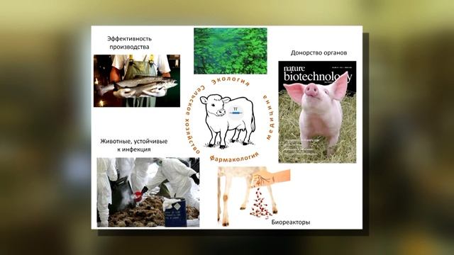 Дискуссионный семинар
"Трансгенные (генно модифицированные) сельскохозяйственные животные".
