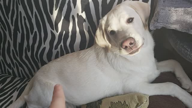 Страдает Симба от безделья 07.11.24