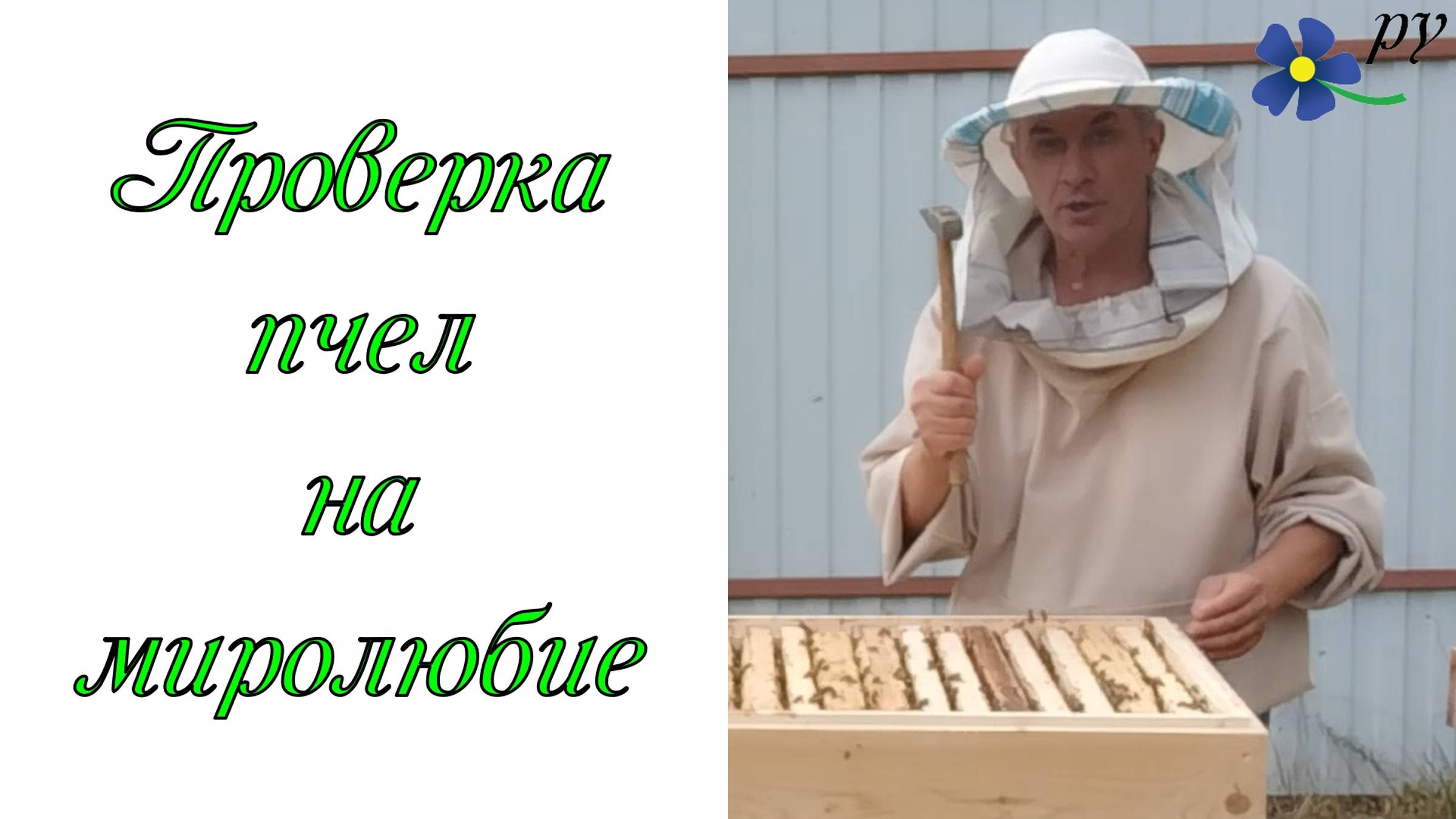 Проверка пчел на миролюбие