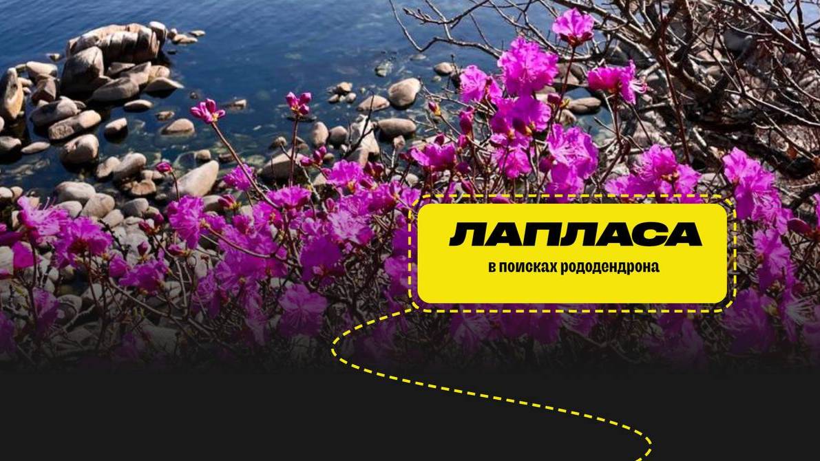 Мыс Лапласа. В поисках первого рододендрона