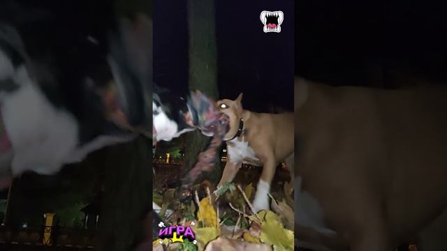 Тянем веревку в разные стороны | Кто победит? ⛓️ #амстафф #стаффи #играет #веревка #тянем #игра