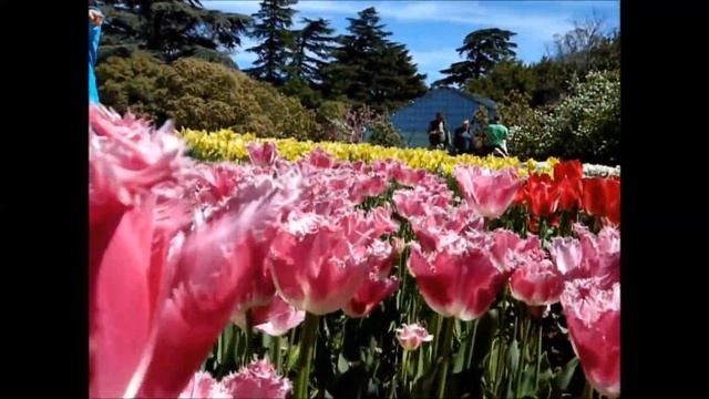 По волнам тюльпанов. Никитский ботанический сад, 25.04.2019 г.