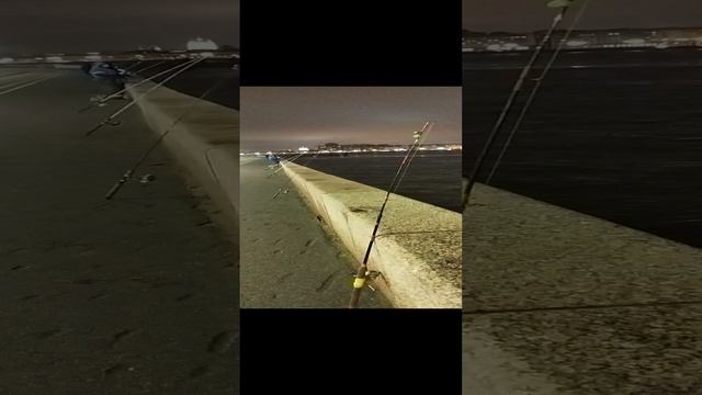 Рыбалка в Санкт-Петербурге 👍👍👍🐟🐟🐟🐟🐟🐟🐟