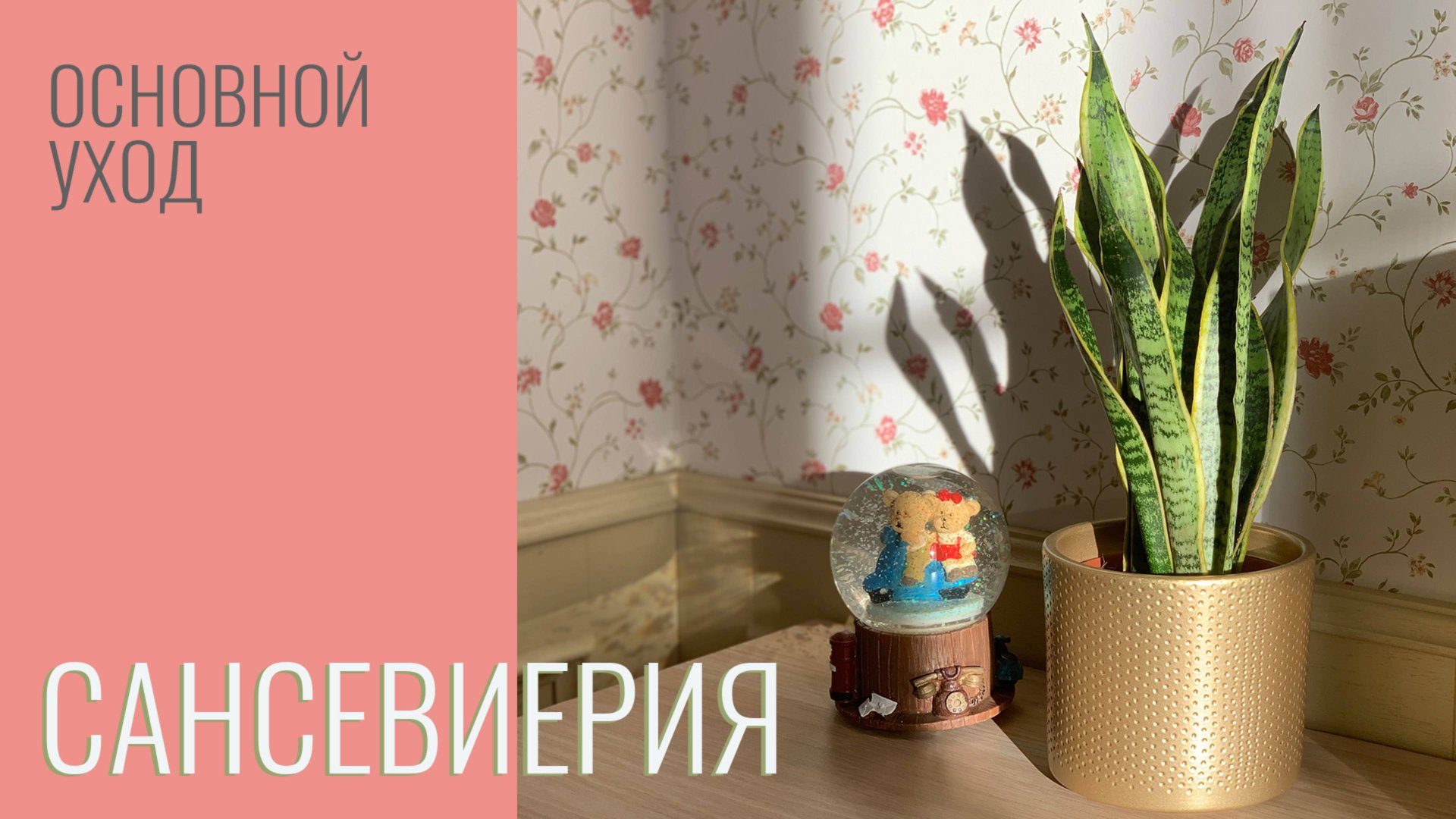 №34. Сансевиерия (щучий хвост). Как ухаживать в комнатных условиях.