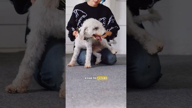 Сигналы примирения