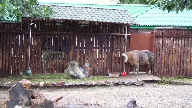 Сычуанский Такин в Московском Зоопарке