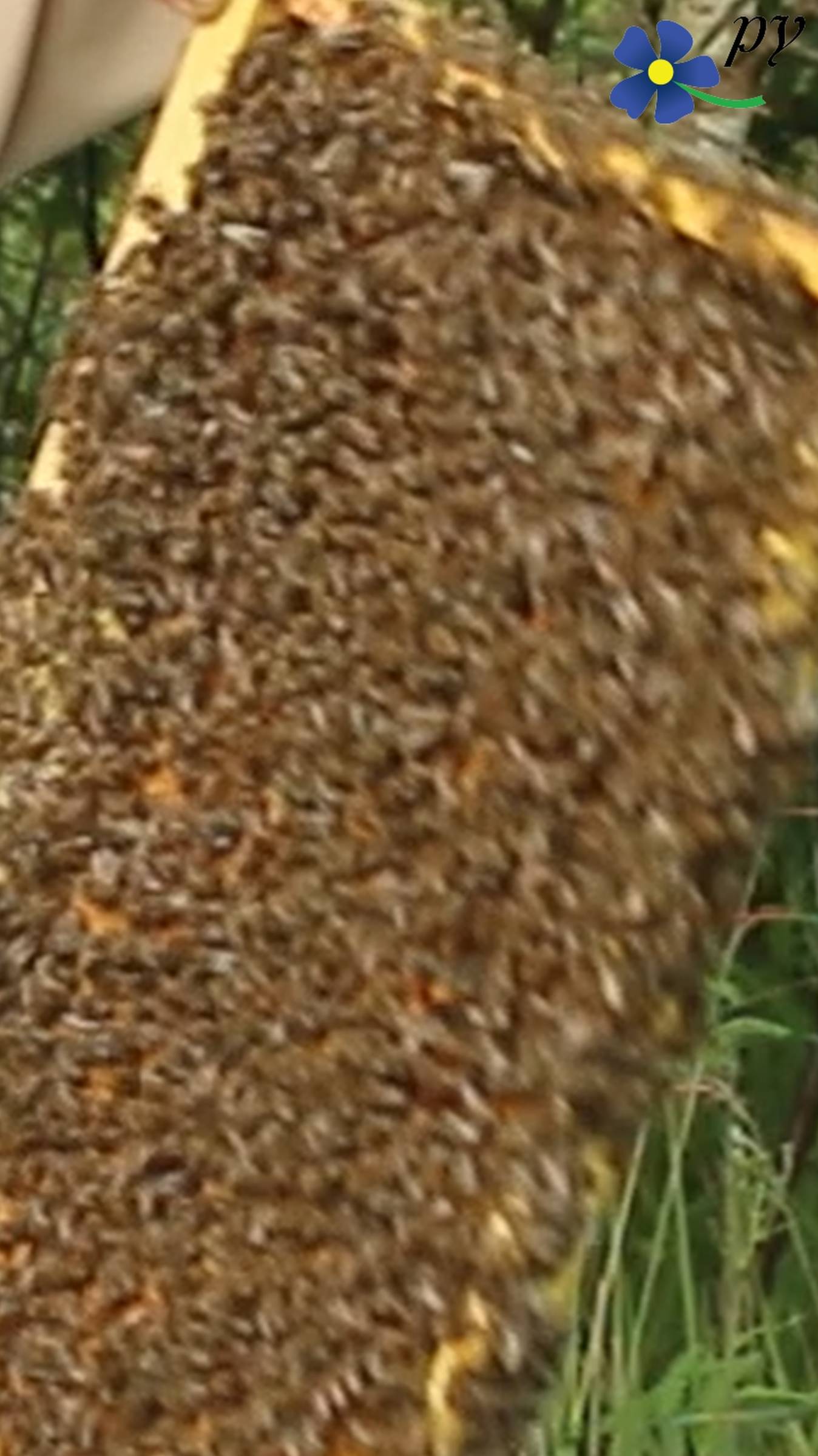 Пчелиная матка и яйца