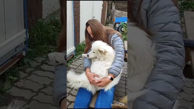 Самоедская лайка Белочка