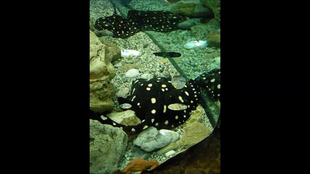 Евпаторийский аквариум, июнь 2016 г.