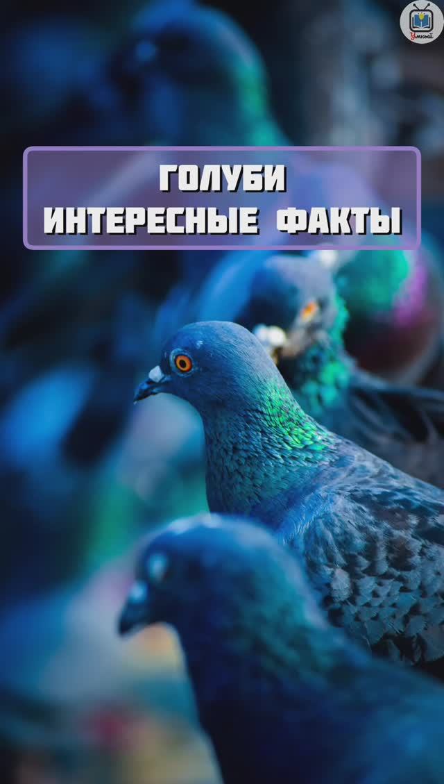 Интересные факты о голубях #сезонконтентаRUTUBE #факты #интересное #животные