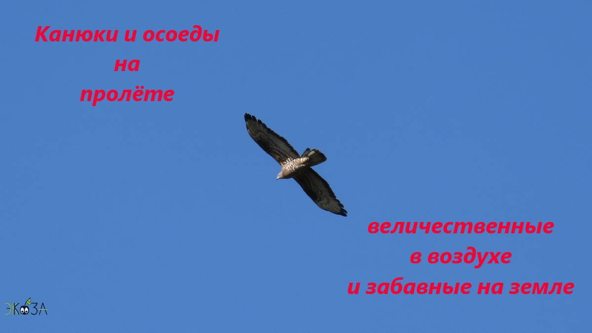 Канюки и осоеды на пролёте. Хищные птицы, величественные в небе, забавно прыгающие на поле