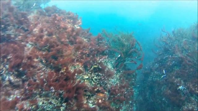 Морозное погружение в Балаклаве 14.02.2021 г.