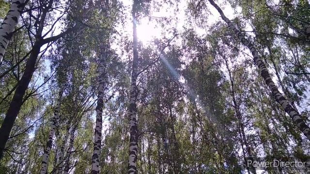 Белая берёза