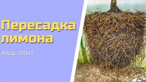 Пересадка лимона в домашних условиях в новый горшок