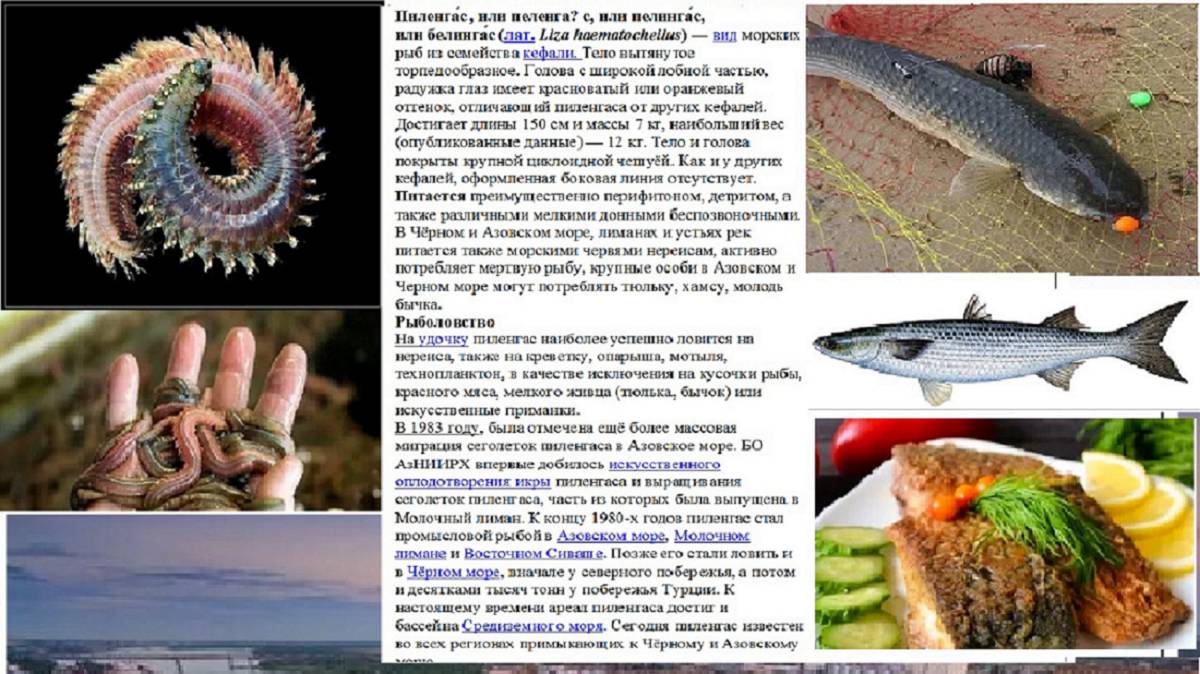 СНАСТЬ НА ПЕЛИНГАСА своими руками...