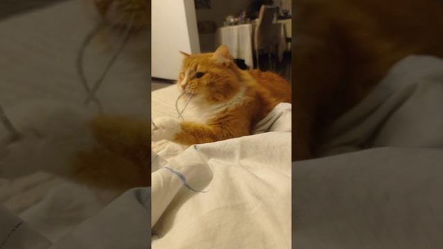 Марсик играется с игрушкой