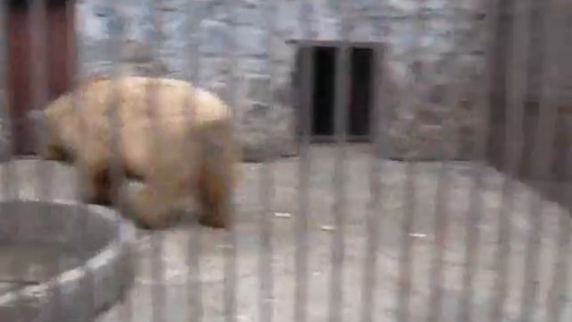 Симферопольский зоопарк.wmv