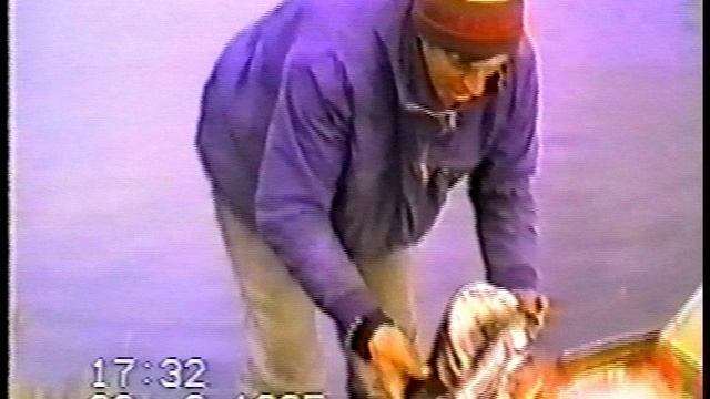 Таймень в Западной Сибири