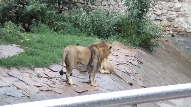 Индийский (азиатский) лев в Московском Зоопарке