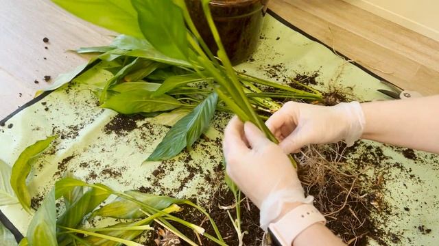 №29. Спатифиллум. Как пересадить старый куст. Пересадка с делением куста.