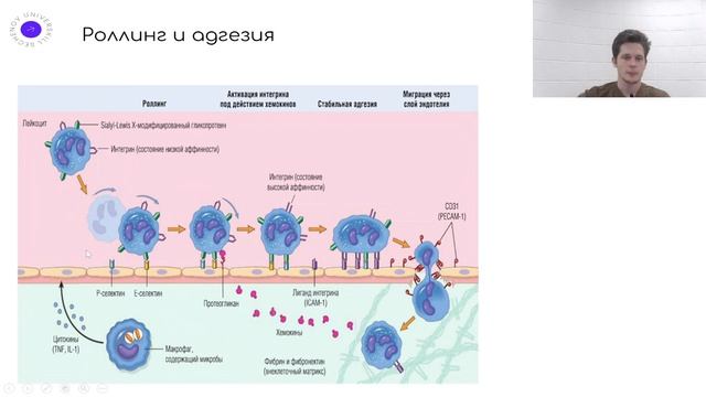 Патологическая физиология | Хемотаксис и миграция лейкоцитов