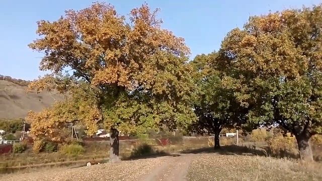 Листопад в Федоровке (Тольятти)