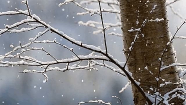 Зимний футаж. Ветка дерева в снегу.