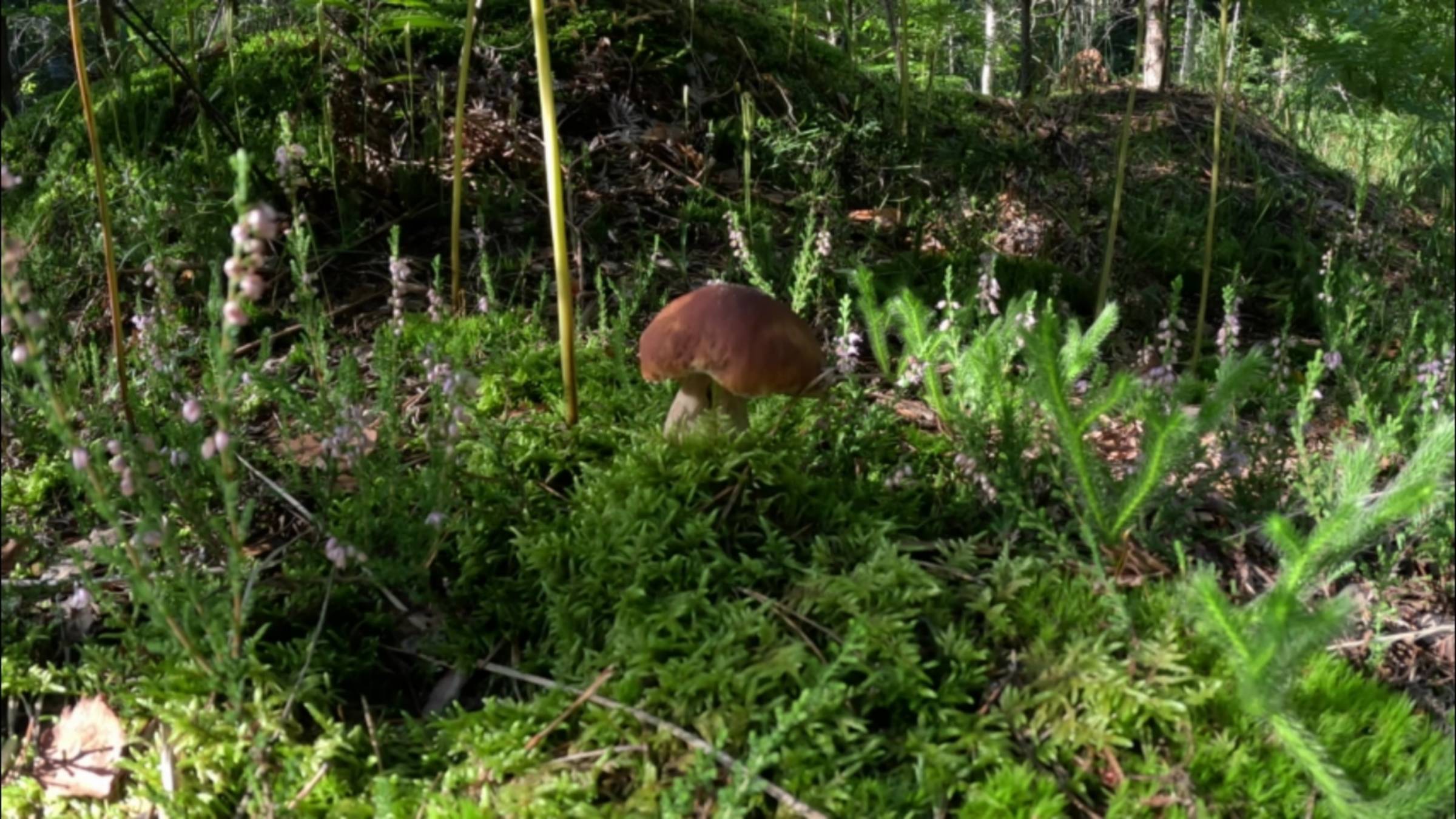 Белые грибы в еловом лесу