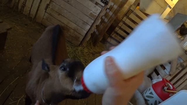 Из города в деревню. 22 серия. Весна на нашей ферме