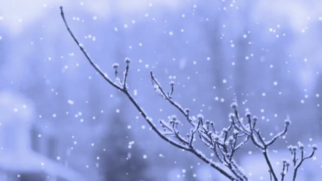 Зимний футаж. Ветка дерева зимой.