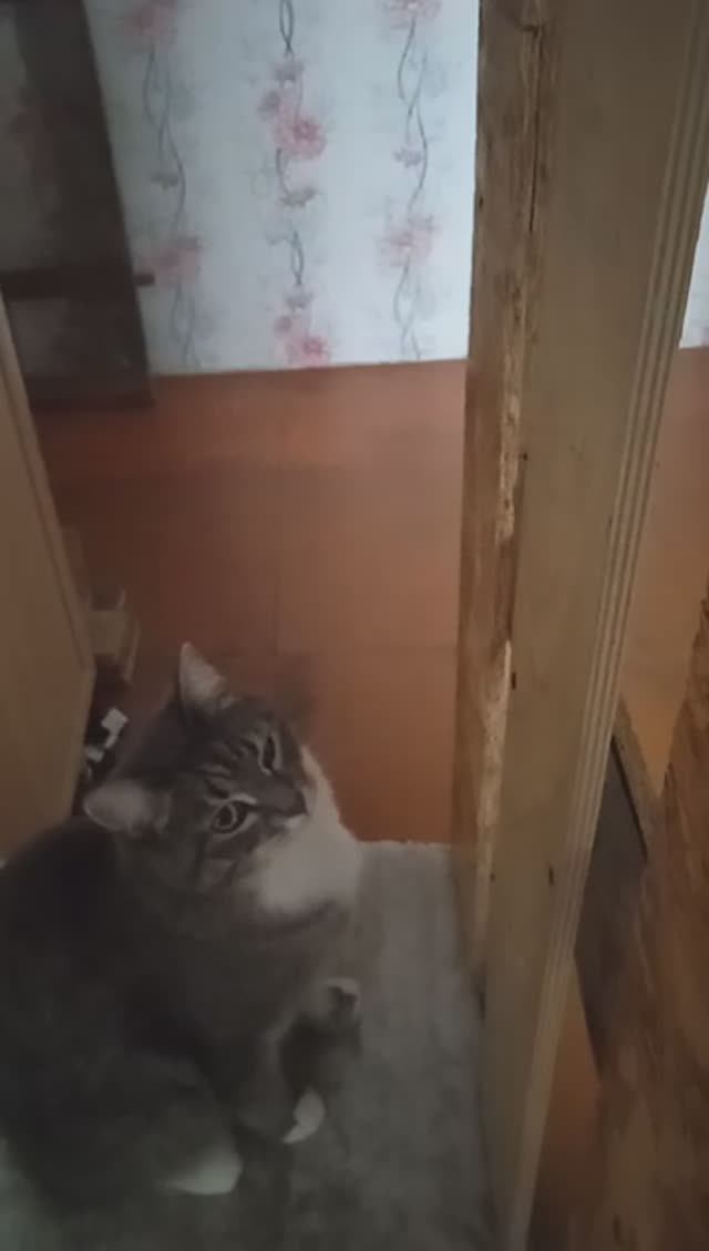 кошка, в игре!!