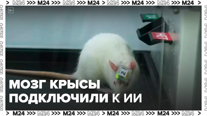 Российские ученые первыми в мире подключили мозг крысы к искусственному интеллекту - Москва 24