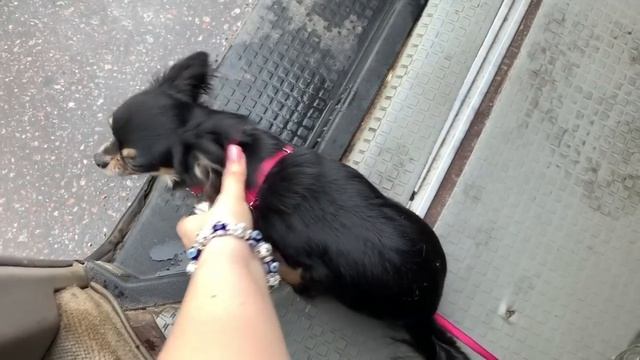 VOLKSWAGEN WESTFALIA T4 CALIFORNIA