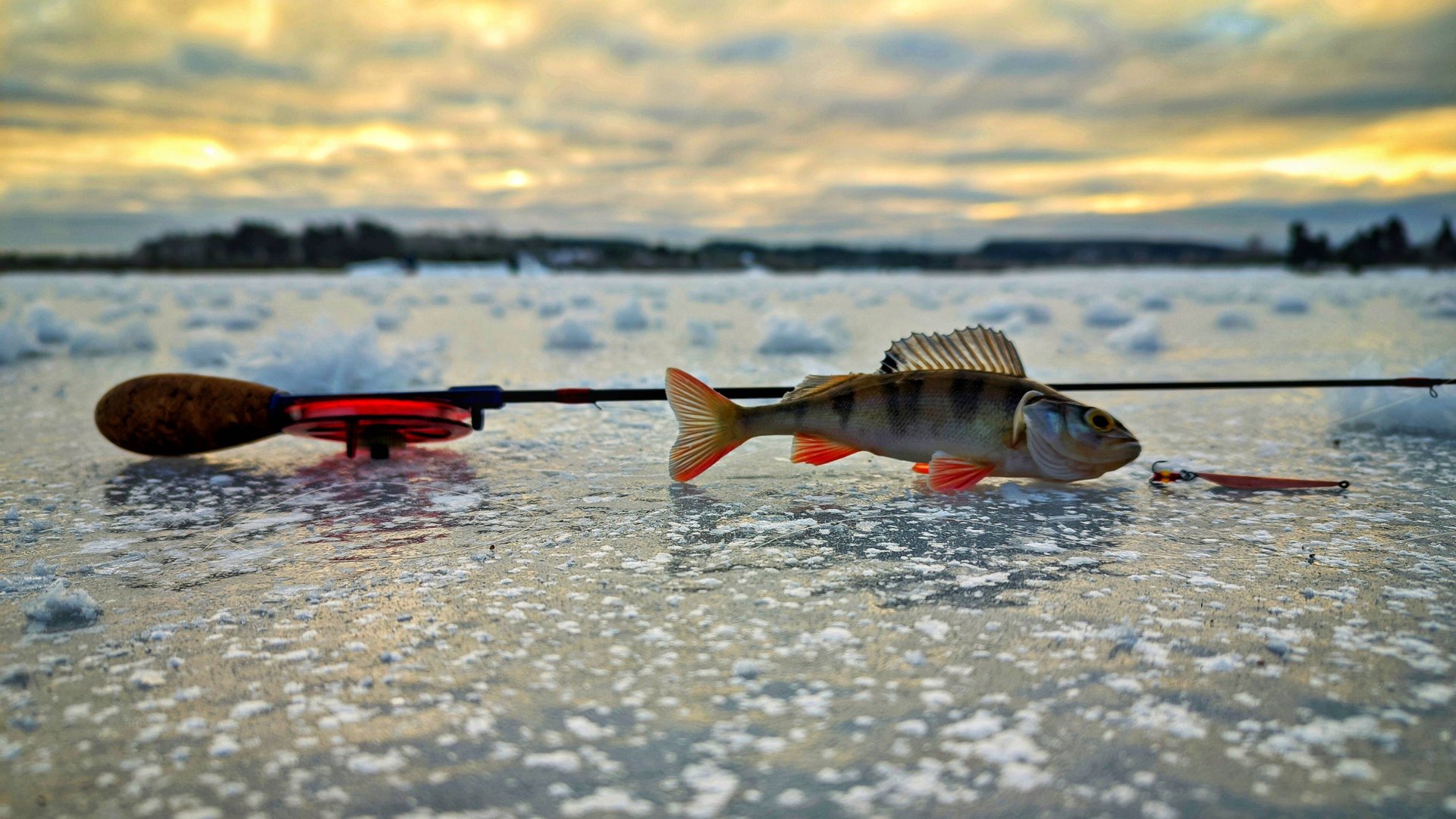 Открытие сезона твёрдой воды. Окунь. Маропедка. Карпинск