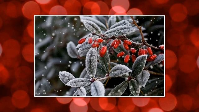 Зимний футаж. Ветка в инее