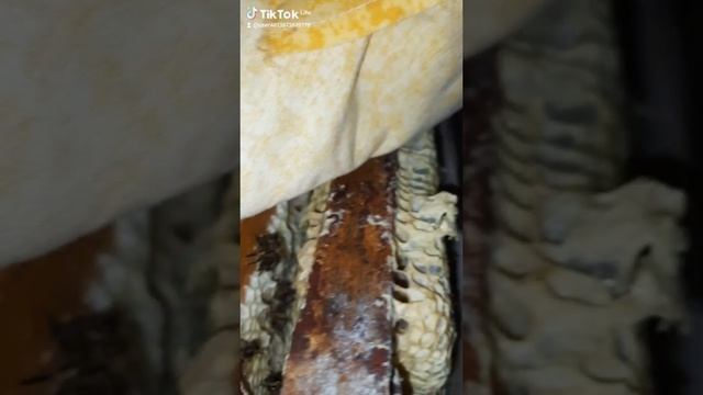 Лечение пчелой#апитерапия